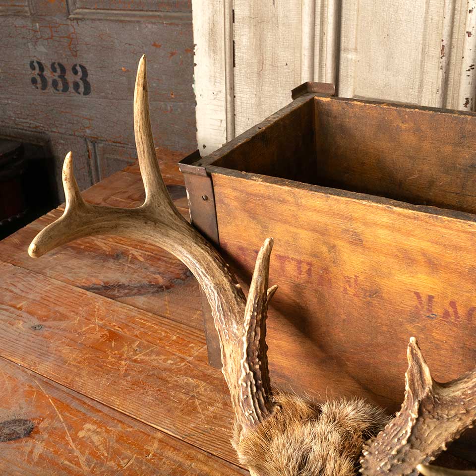 Vintage Deer Antlers Buck Rack Mount